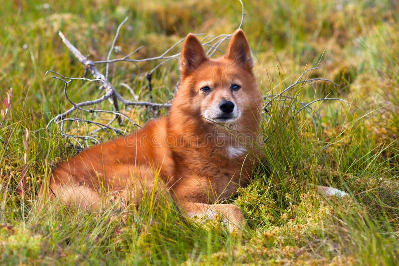 Position Finlandaise De Chien Spitz Sur La Pelouse Photo stock - Image ...