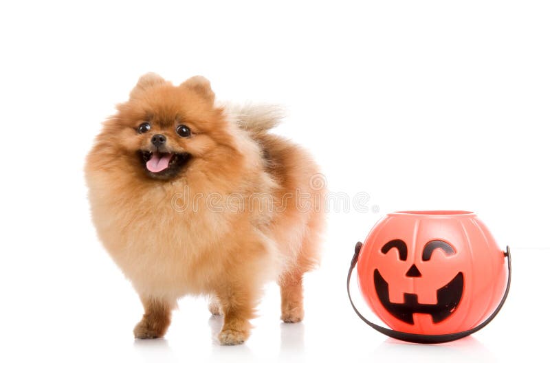 Beagle in pumpkin stock image. Image of healthy, fresh - 34468091