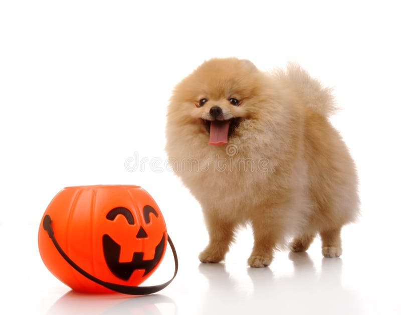 Spitz with Halloween Pumpkin Stock Image - Image of colorful, abstract ...