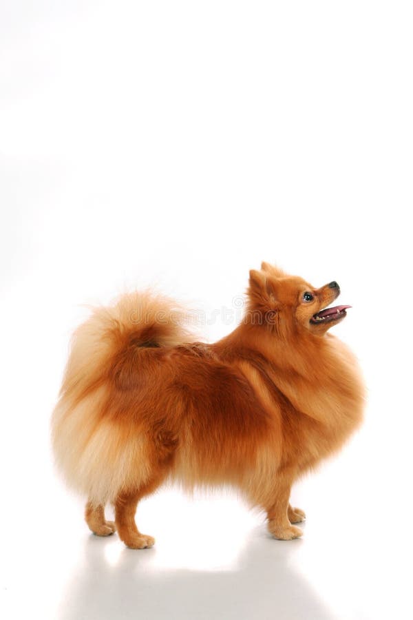 Spitz-Hund stockbild. Bild von säugetier, kindheit, reinrassiger - 12863573