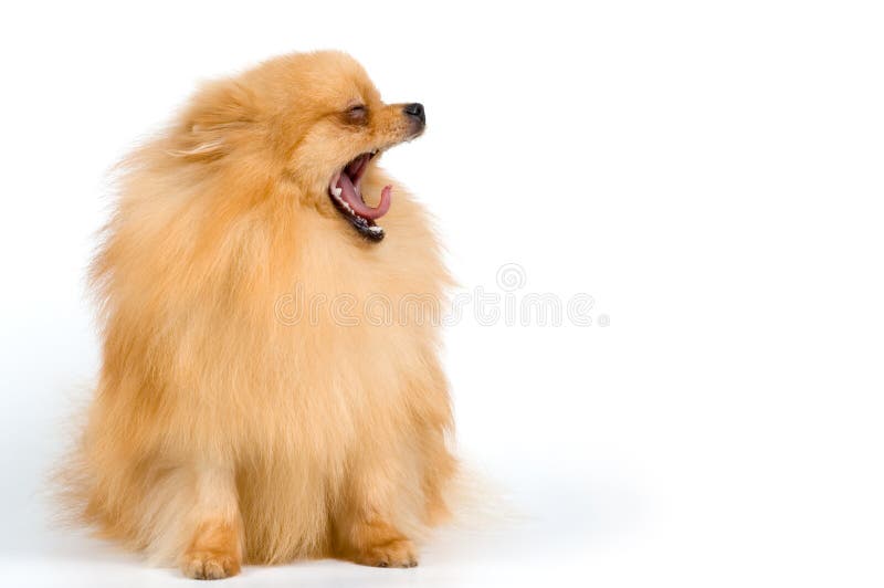 Spitz-Hund im Studio stockfoto. Bild von haustiere, kopf - 5797856