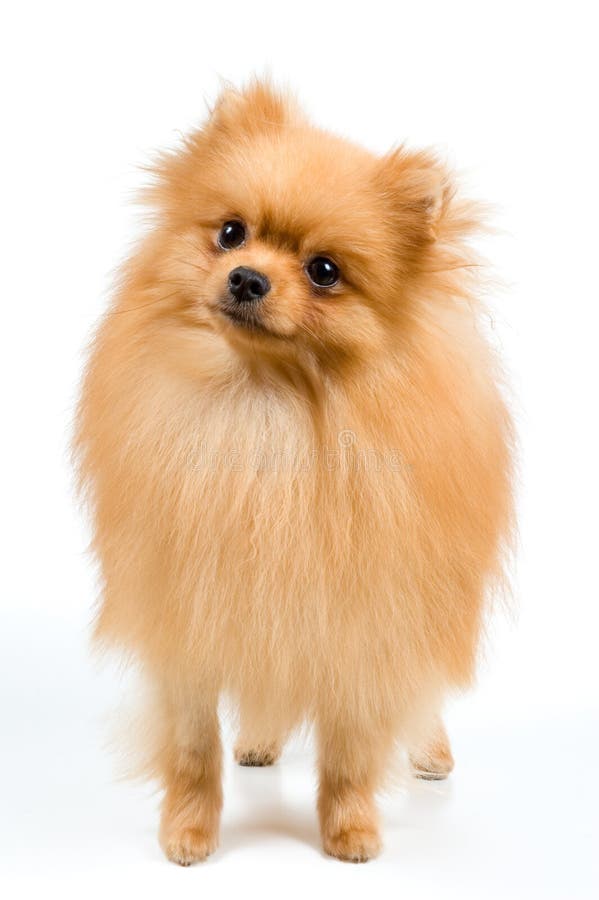 Spitz-Hund im Studio stockfoto. Bild von haustiere, kopf - 5797856