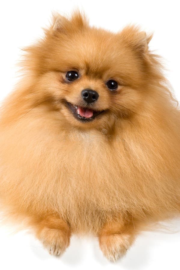 Spitz-Hund im Studio stockfoto. Bild von augen, säugetier - 6068376