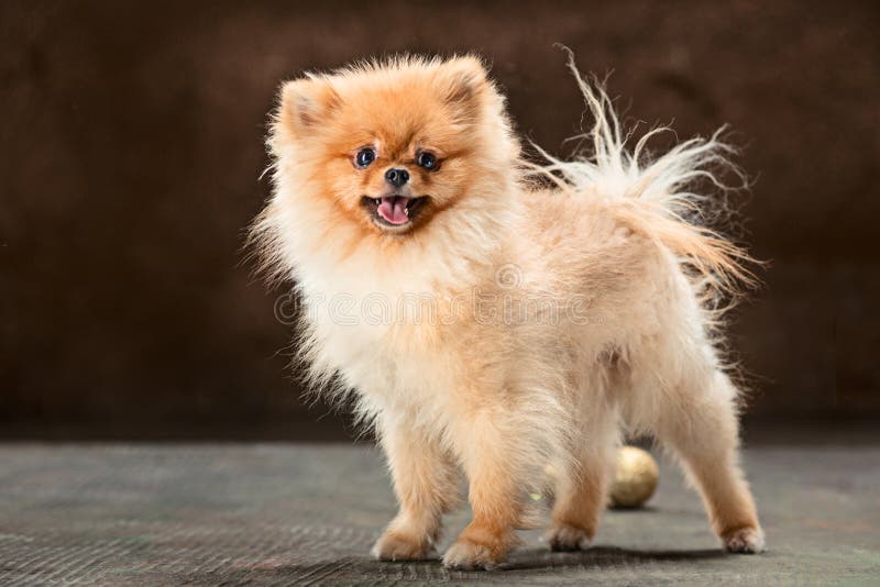 Spitz-Hund Im Studio Auf Einem Neutralen Hintergrund Stockfoto - Bild ...