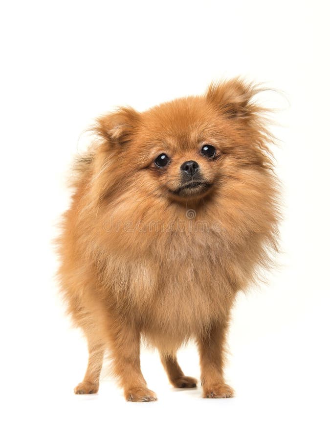 SPITZ-Hundestellung Pomeranian Mini Stockbild - Bild von tier, pommer ...