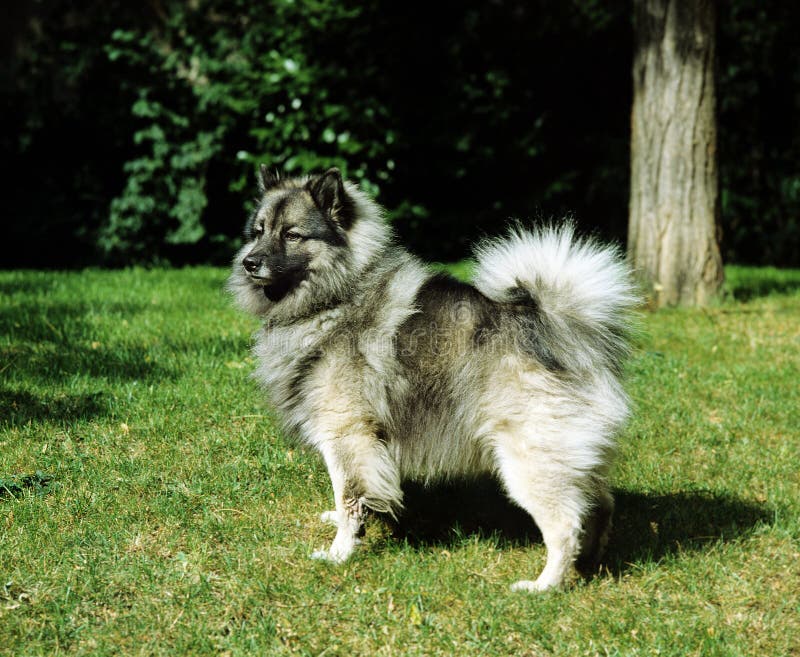 SPITZ LOUP stock image. Image of full, adult, profile - 172796521