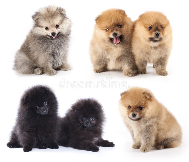 Spitz puppies stock image. Image of black, large, front - 26409355