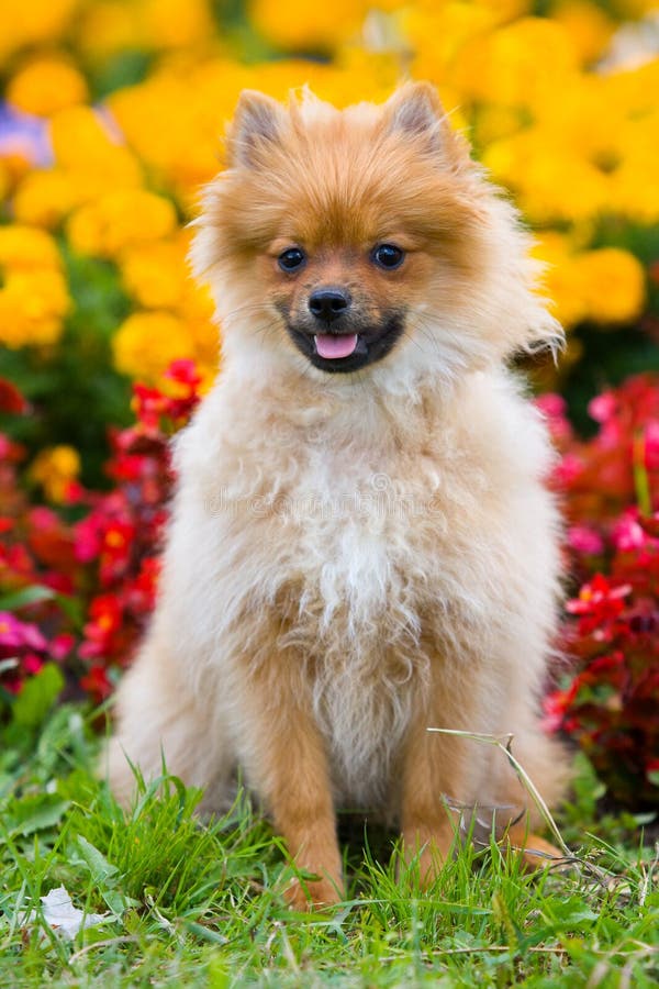 Spitz puppy stock image. Image of animal, looking, front - 11673979