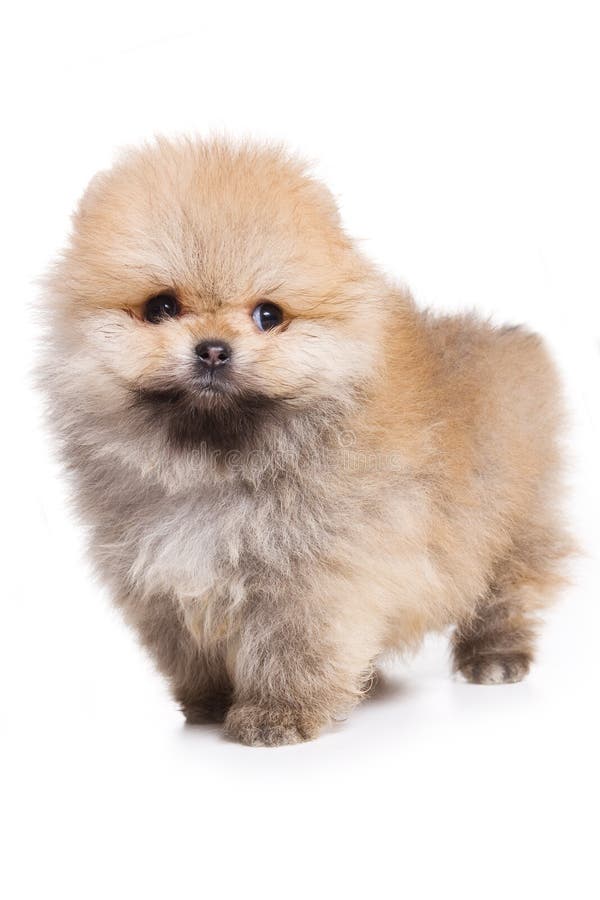 Spitz puppy stock image. Image of portrait, white, friend - 16475235