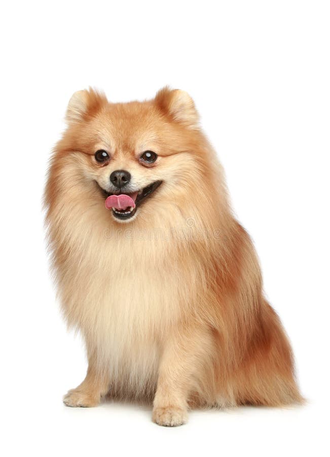 Spitz Puppy Winner with the Winner Cup on Blue Background Stock Image ...