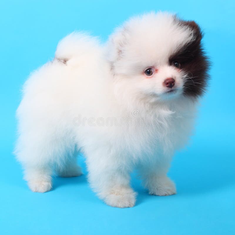 Spitz Puppy Winner with the Winner Cup on Blue Background Stock Image ...