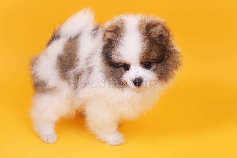 Spitz puppy stock image. Image of kind, baby, friend - 81905307