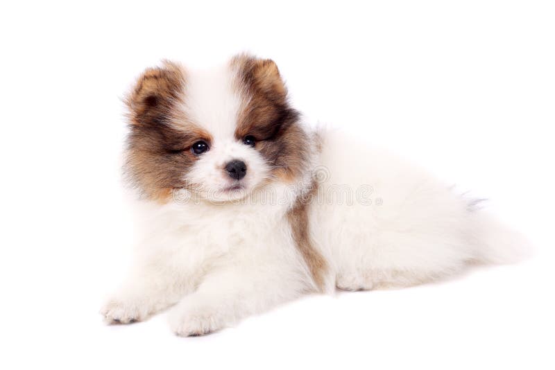 Spitz puppy stock image. Image of brown, beauty, baby - 39357699
