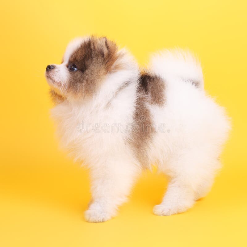 Spitz puppy stock image. Image of kind, baby, friend - 81905307