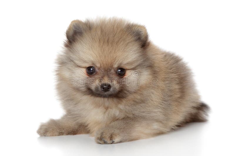 Spitz van Pomeranian puppy stock afbeelding. Image of baby - 22173369