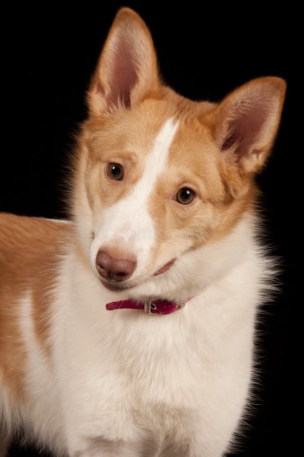 Spitzdog stock image. Image of brown, lace, curious, listen - 18198991