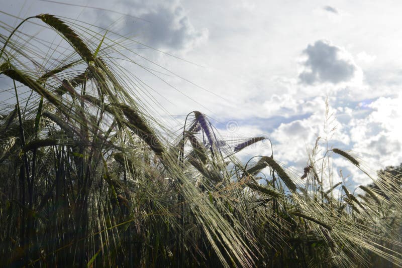Spitzen Der Gerste/des Weizens Stockbild - Bild von fotographie, reifen ...