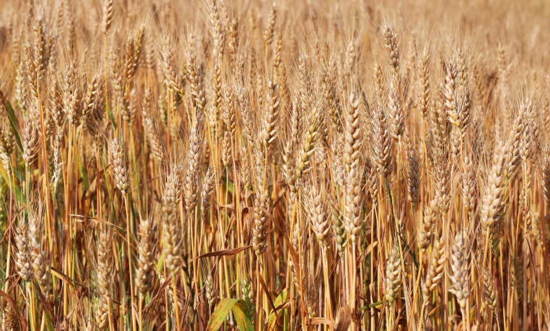 Spitzen des reifen Weizens stockfoto. Bild von gold, getreide - 95651500