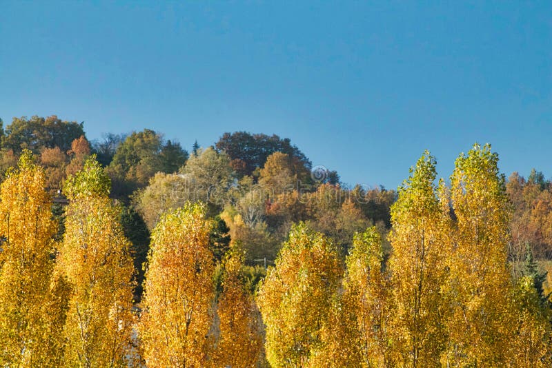 Pappeln im Herbst stockfoto. Bild von herbstlich, muster - 46701960