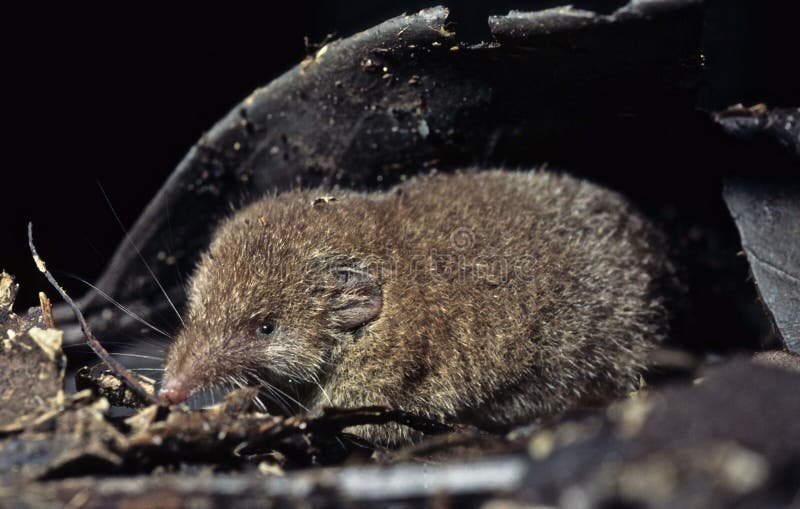 Spitzmaus stockbild. Bild von spitzmaus - 12871775