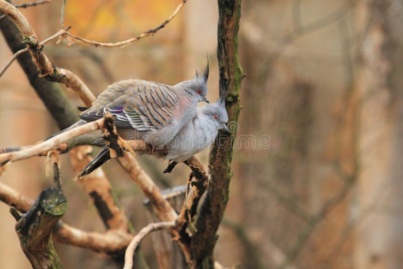 Mit Haube Taube stockbild. Bild von tier, taube, paare - 21502333