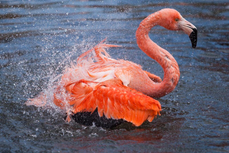 Splases stock image. Image of ripples, animals, birds - 52692585