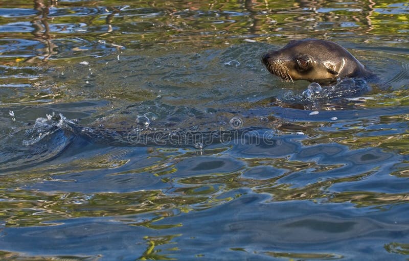 Splash around stock image. Image of lion, texture, mangroves - 12813503