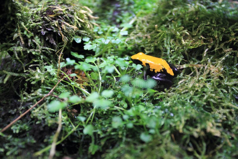Splash-back poison frog stock image. Image of animal - 72800023