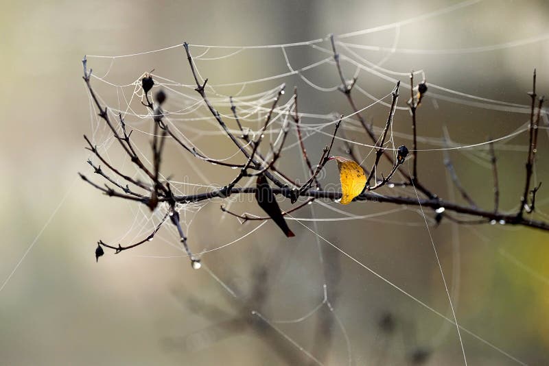 A Splash of Color in the Autumn Forest Stock Photo - Image of ...
