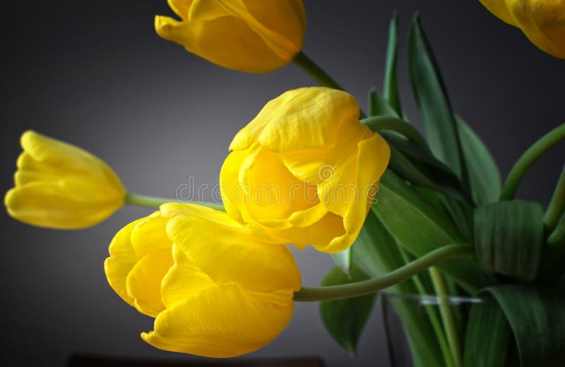 A Splash of Colour. the Yellow One. Stock Image - Image of closeup ...