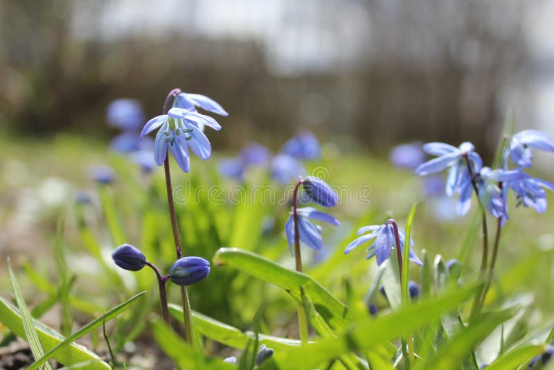 Splash in the green grass stock image. Image of flower - 116444173