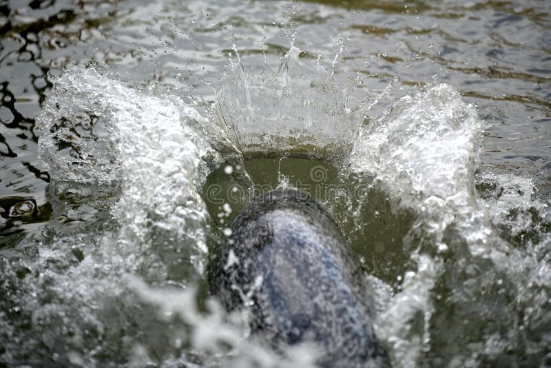 Splash stock photo. Image of splash, jumping, harbour - 43773742