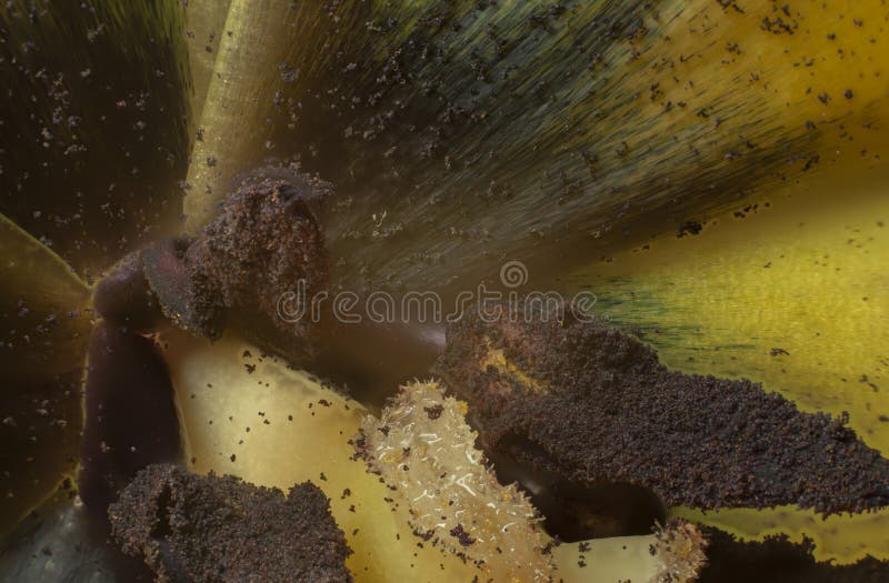 Splash Inside Flower Macro Background Dark Photo Stock Image - Image of ...