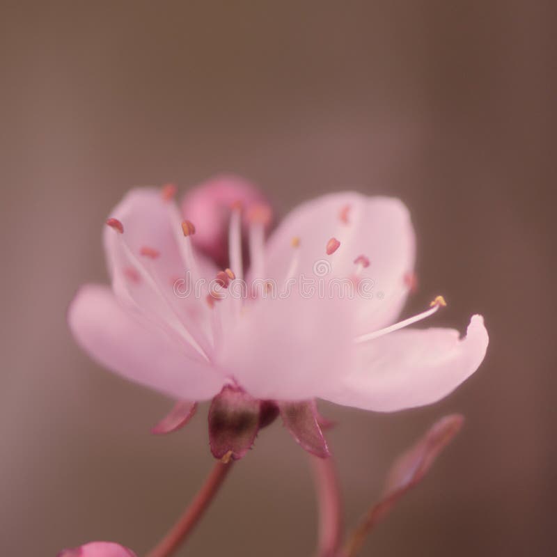 Splash stock image. Image of light, flowers, splash, flower - 93308101