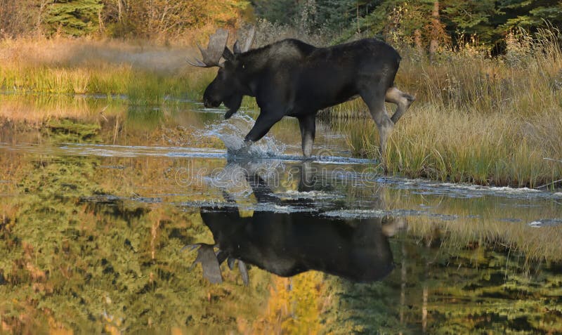 Splash in the pond stock photo. Image of autumn, bull - 234542464
