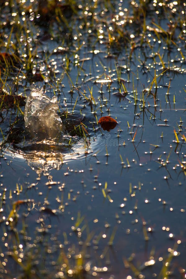 Splash in a Puddle stock image. Image of rain, morning - 56108593