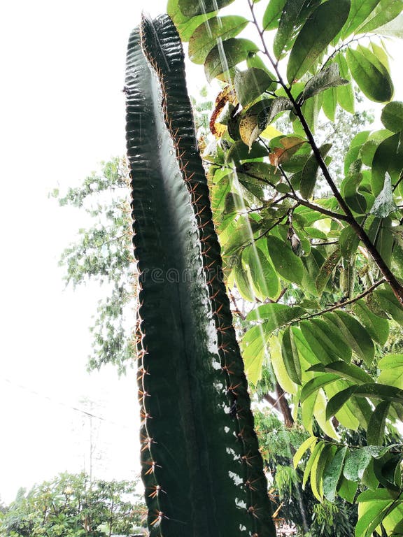 Splash Rain in Plant Cactus beside Soursop Tree Stock Image - Image of ...