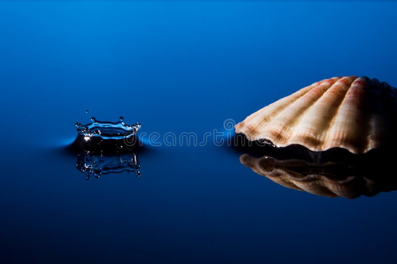 Liquid Drop Art Showing Colored Water Dropped into a Sea Shell Stock ...