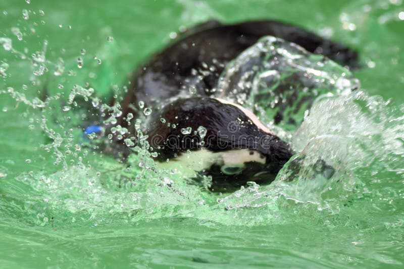 Splash Free Stock Photos & Pictures, Splash Royalty-Free and Public ...