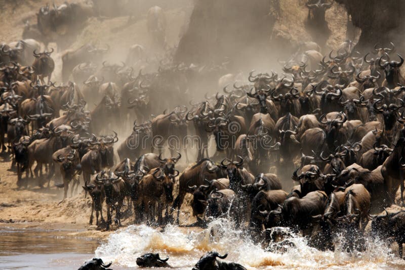 The Splash of Water and Dust All Over during Wildebeests Mara River ...