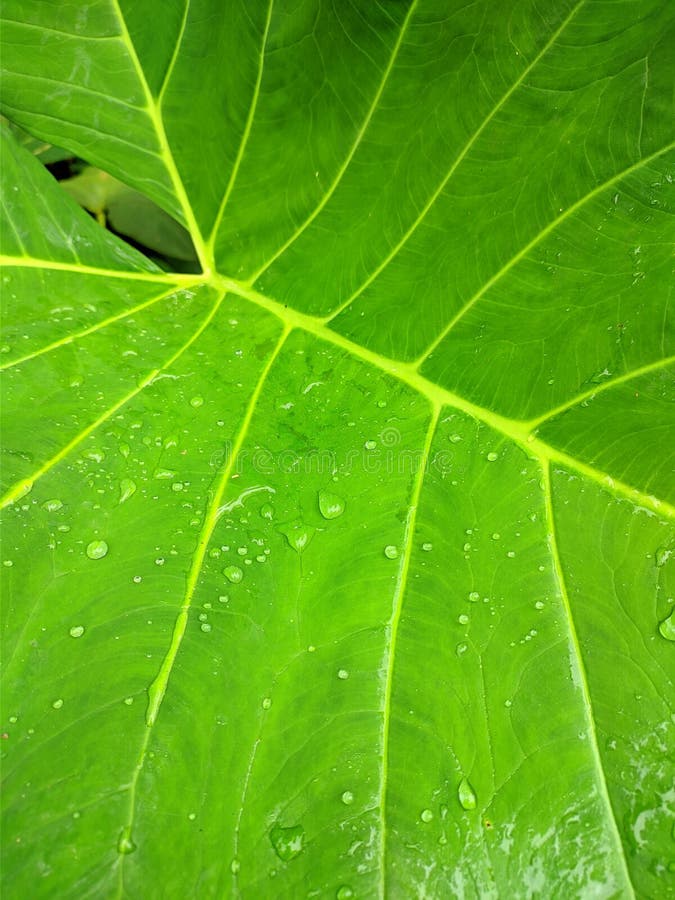 Splash of Water on Taro Leaves Stock Image - Image of splash, leaves ...