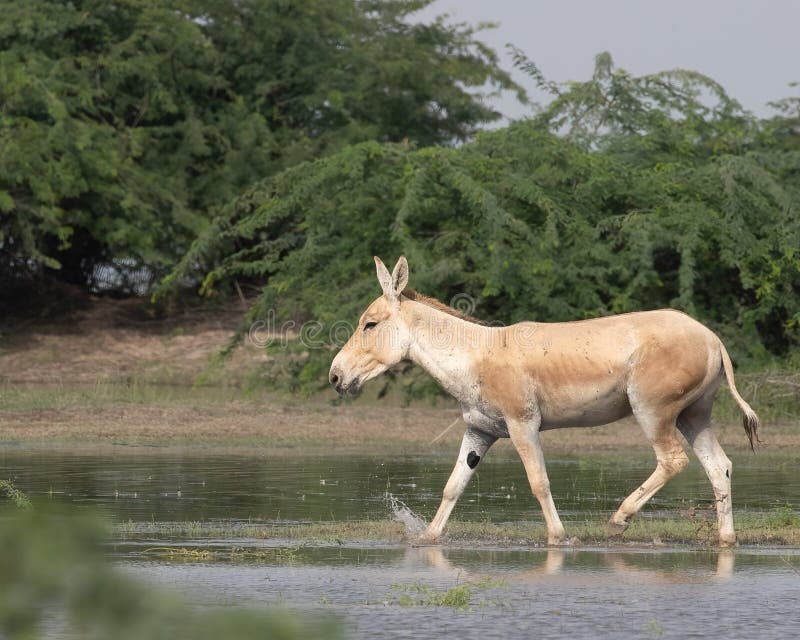 A Splash in Water Wild Donkey Stock Image - Image of mammal, mountain ...