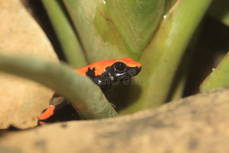 Splashback poison frog stock photo. Image of ground - 277791256