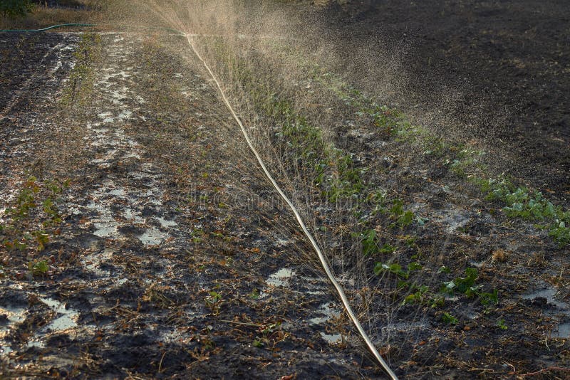 Splashes of Water during Irrigation in Sunlight. Soil Wetting Stock ...