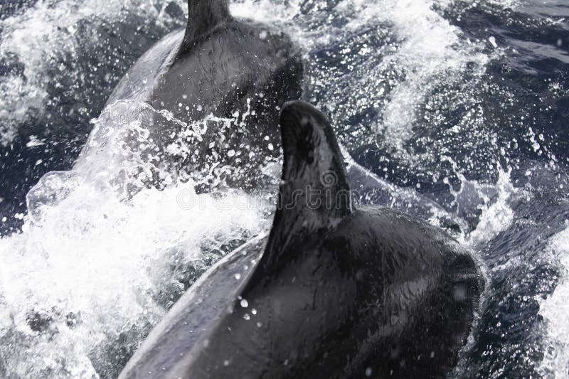 Splashing Bottlenose Dolphins Stock Image - Image of wild, water: 269981873