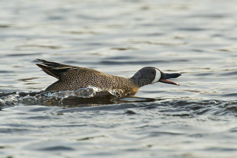 Splashing Duck stock image. Image of waterfowl, flapping - 32168659