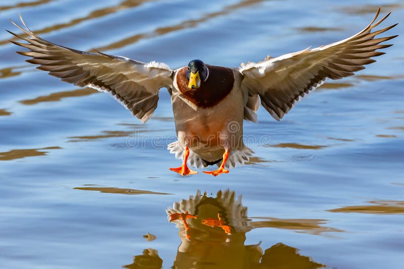 Splashing of a Duck in the Lagoon. Duck with Open Wings Stock Photo ...