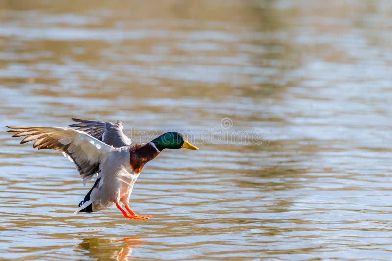 Splashing of a Duck in the Lagoon. Duck with Open Wings Stock Photo ...