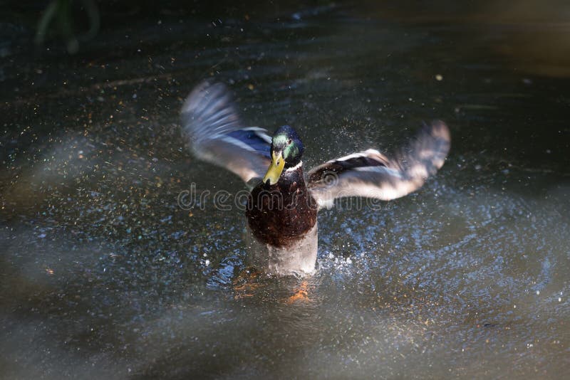 Splashing duck stock photo. Image of game, bird, open - 57896476