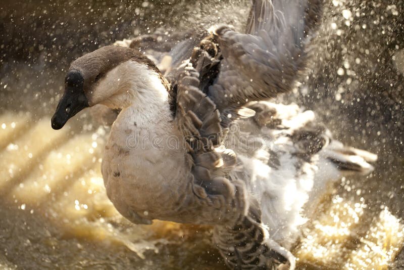 Splashing Goose stock image. Image of feathers, beak - 54794529